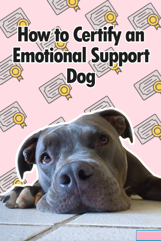 How To Certify An Emotional Support Dog ESA Certificate
