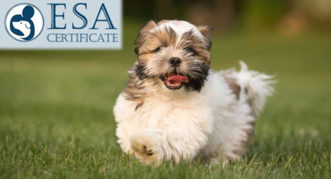 10 Amazing Facts about Cuban Dogs That You’ll Love to Read - ESA ...