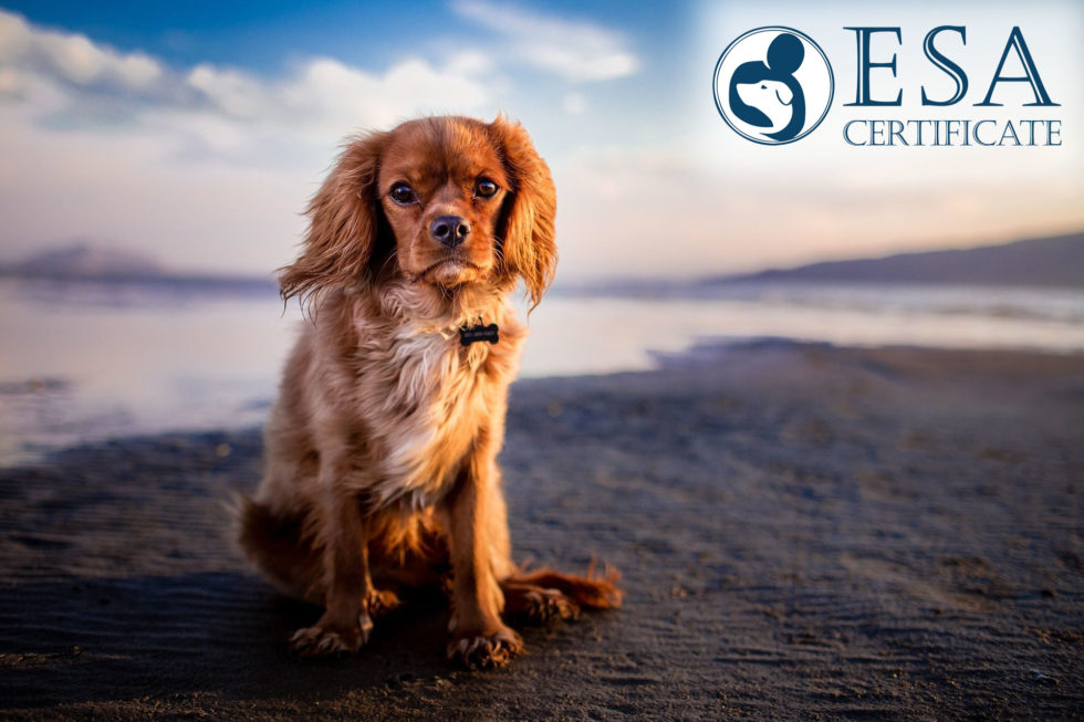 Emotional Support Animal Laws You Should Know - ESA Certificate