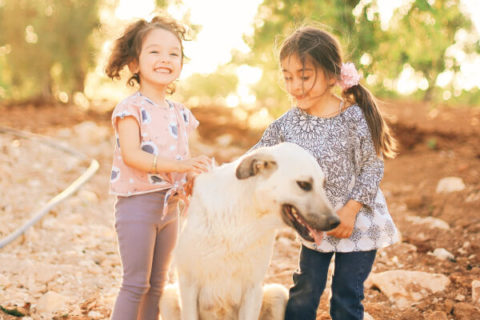 How a service dog helps children with autism - ESA Certificate