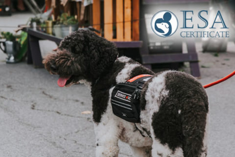 How to obtain a Psychiatric Service Dog Letter? - ESA Certificate